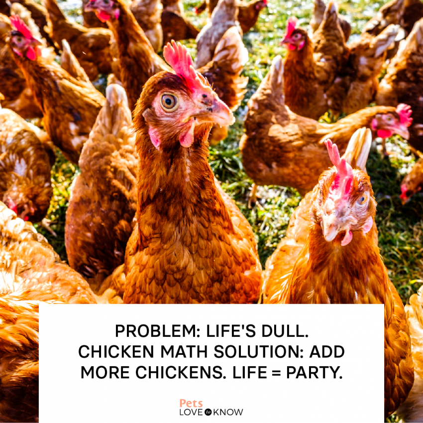 15 Memes That Perfectly Explain Chicken Math | LoveToKnow Pets