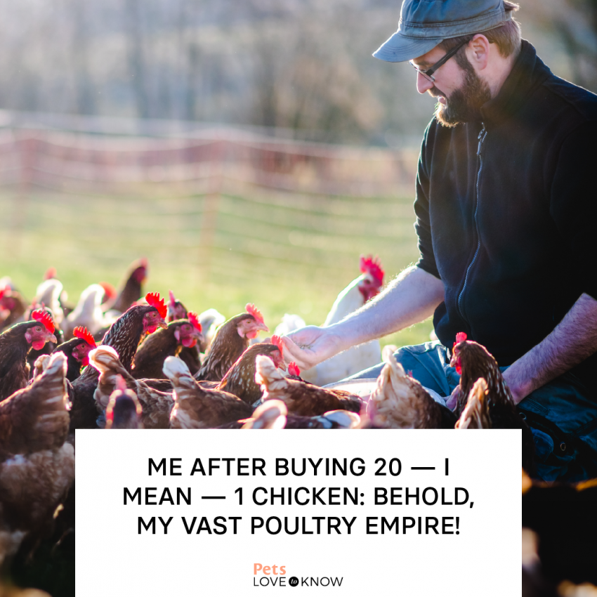 15 Memes That Perfectly Explain Chicken Math | LoveToKnow Pets