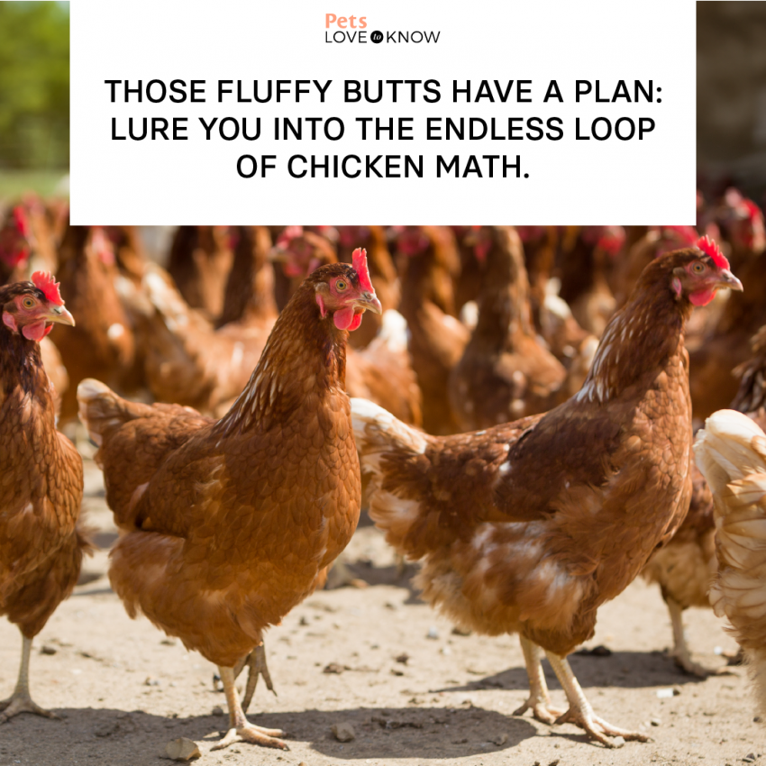 15 Memes That Perfectly Explain Chicken Math | LoveToKnow Pets