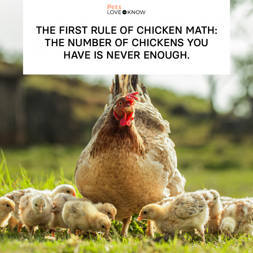 15 Memes That Perfectly Explain Chicken Math | LoveToKnow Pets