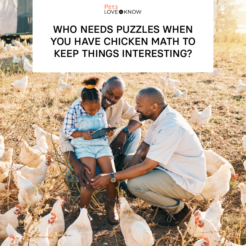 15 Memes That Perfectly Explain Chicken Math | LoveToKnow Pets