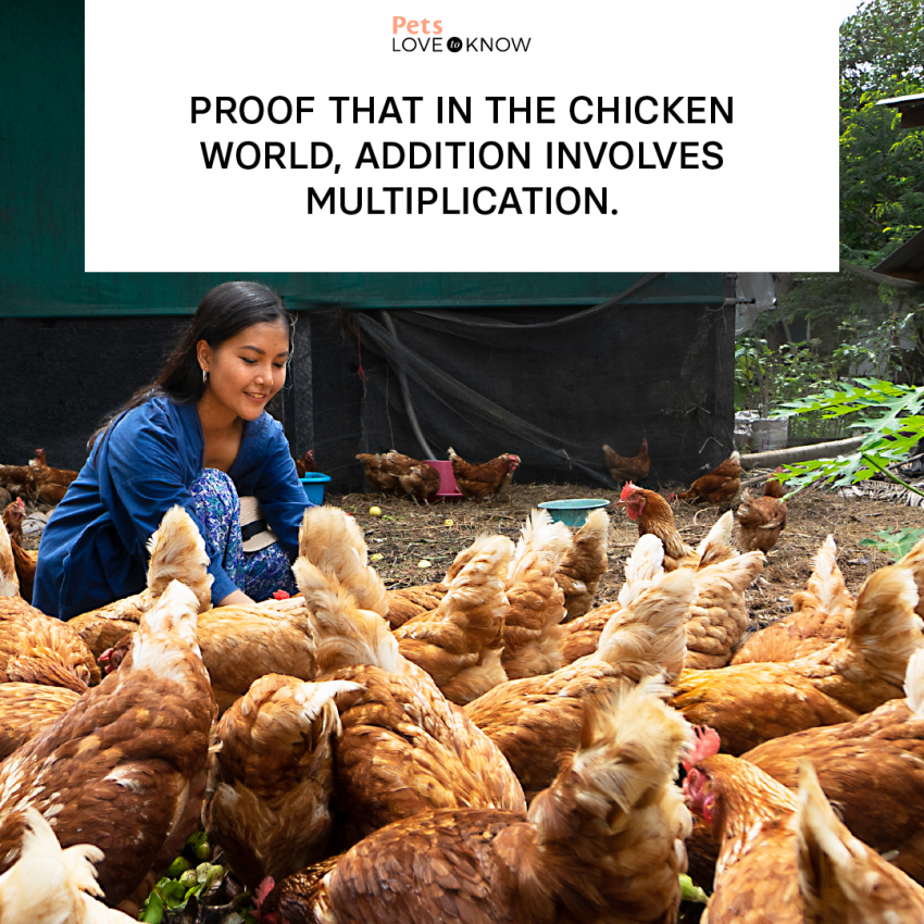 15 Memes That Perfectly Explain Chicken Math | LoveToKnow Pets