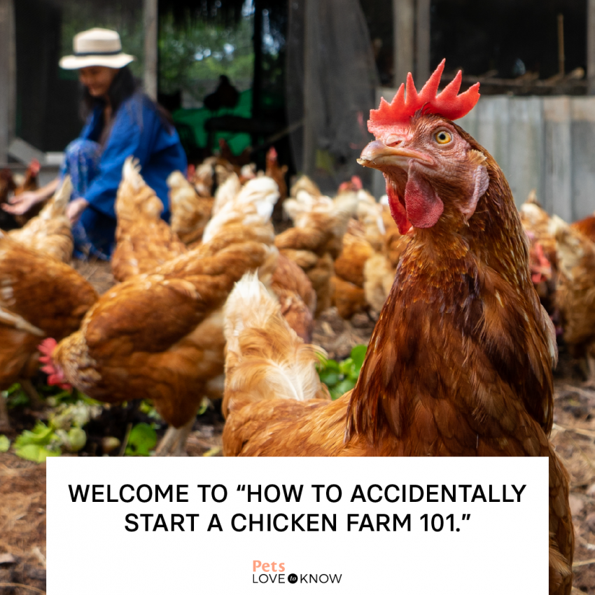 15 Memes That Perfectly Explain Chicken Math | LoveToKnow Pets