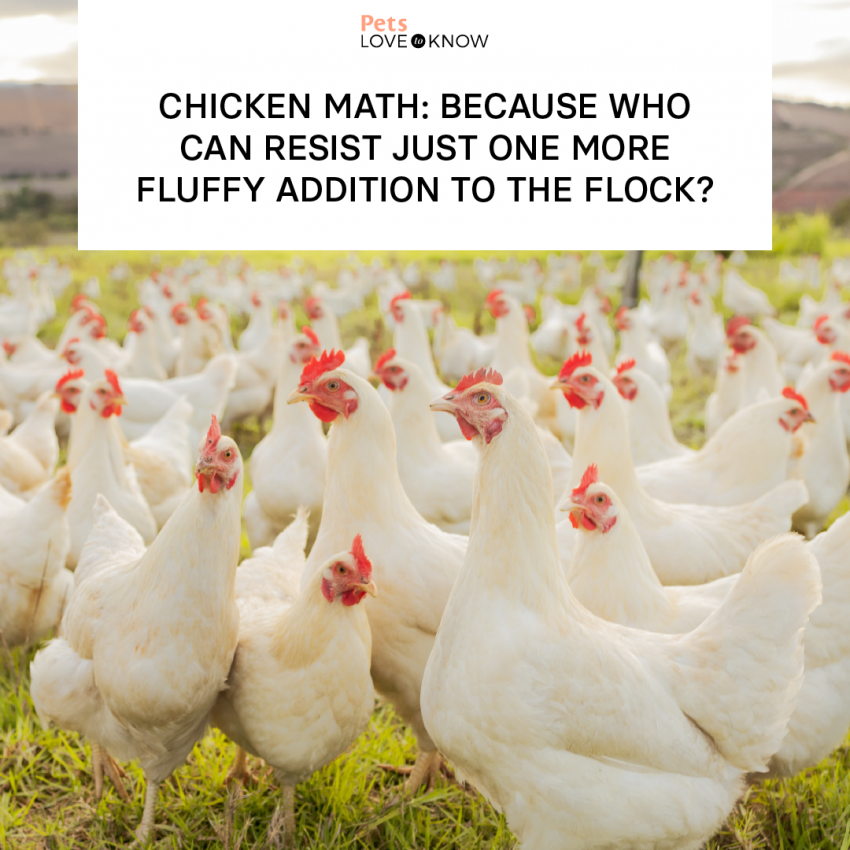 15 Memes That Perfectly Explain Chicken Math | LoveToKnow Pets