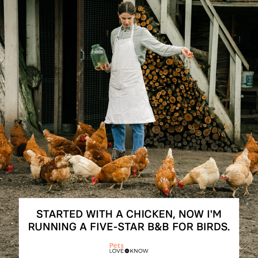 15 Memes That Perfectly Explain Chicken Math | LoveToKnow Pets