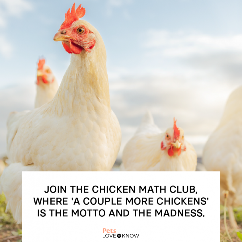 15 Memes That Perfectly Explain Chicken Math | LoveToKnow Pets