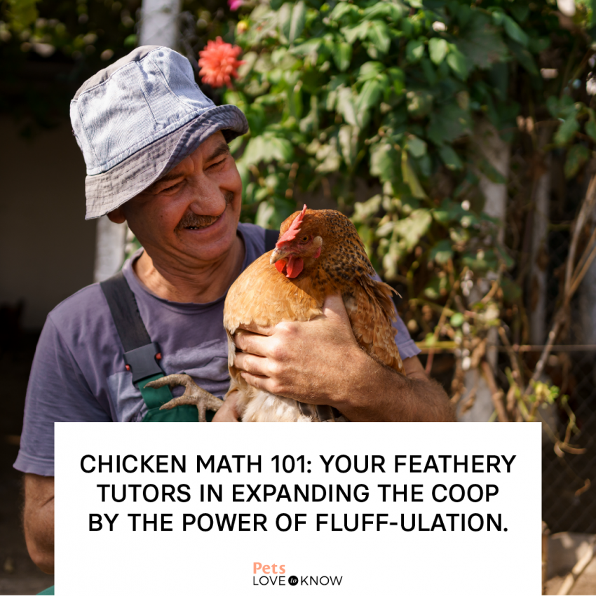 15 Memes That Perfectly Explain Chicken Math | LoveToKnow Pets