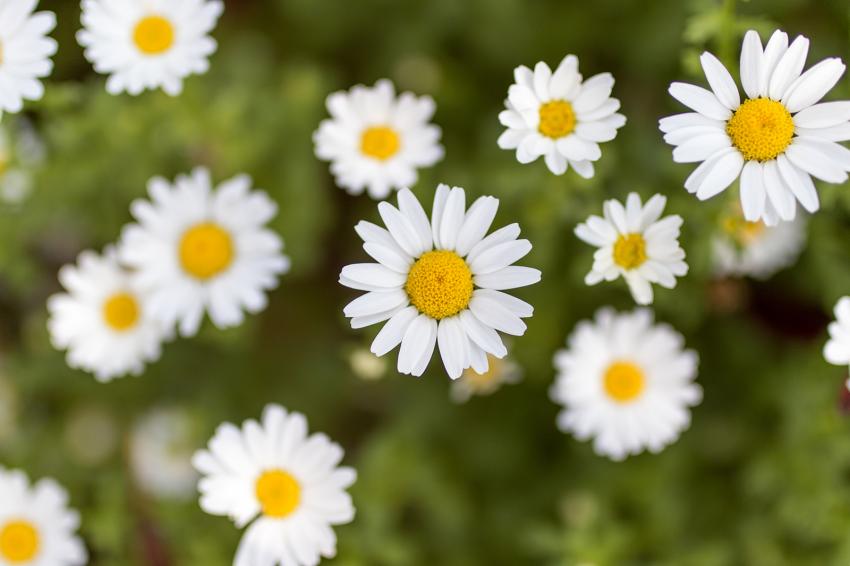 13 Types of Daisy Flowers to Brighten Your Garden | LoveToKnow