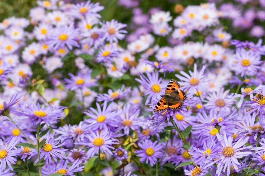 13 Types of Daisy Flowers to Brighten Your Garden | LoveToKnow