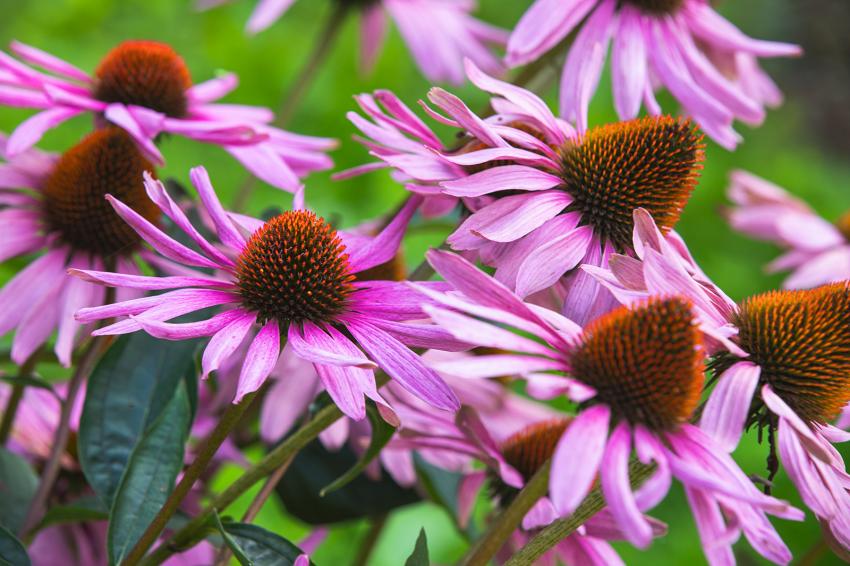 13 Types of Daisy Flowers to Brighten Your Garden | LoveToKnow