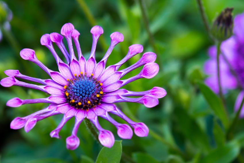 13 Types of Daisy Flowers to Brighten Your Garden | LoveToKnow