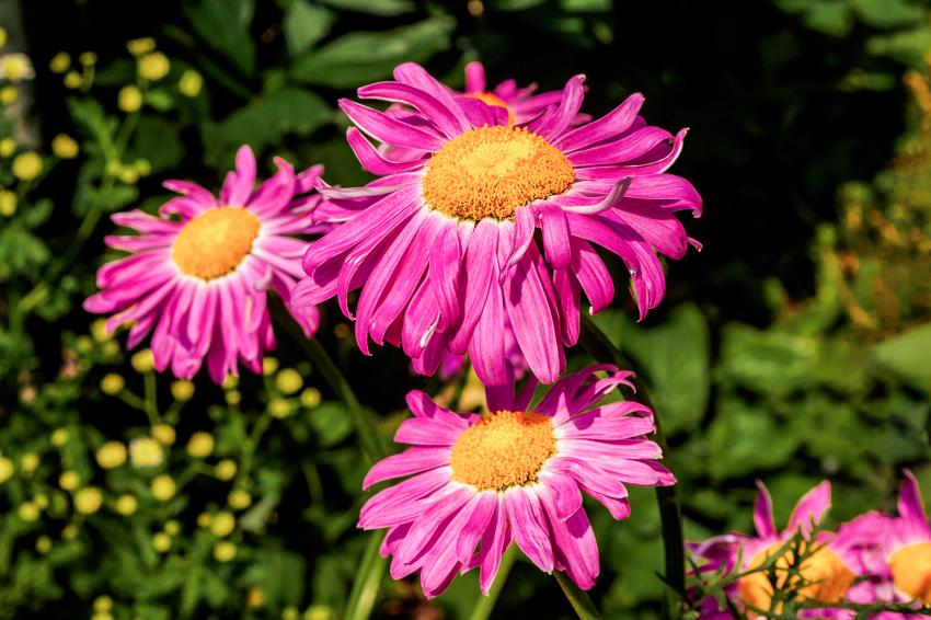 13 Types of Daisy Flowers to Brighten Your Garden | LoveToKnow