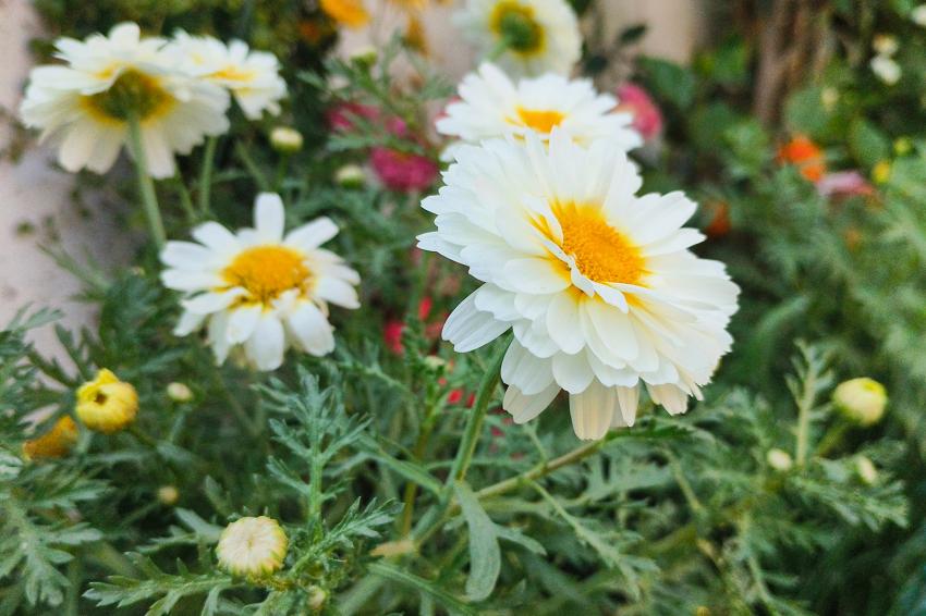 13 Types of Daisy Flowers to Brighten Your Garden | LoveToKnow