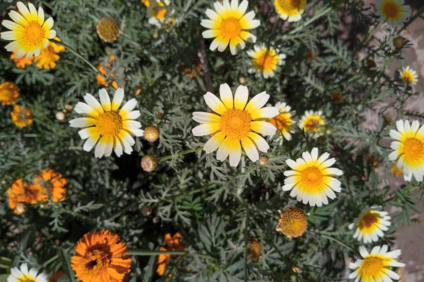 15 Best Daisy Varieties To Brighten Up Your Garden – SIKY