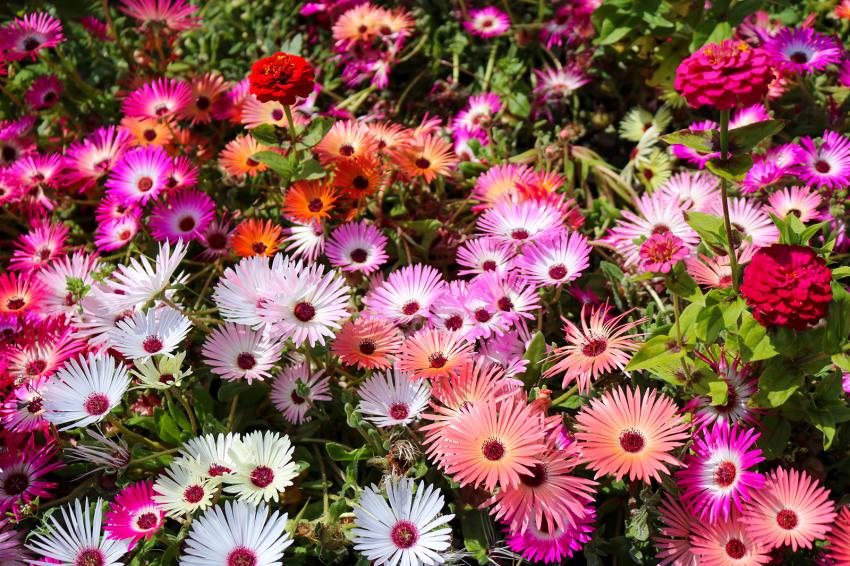 13 Types of Daisy Flowers to Brighten Your Garden | LoveToKnow