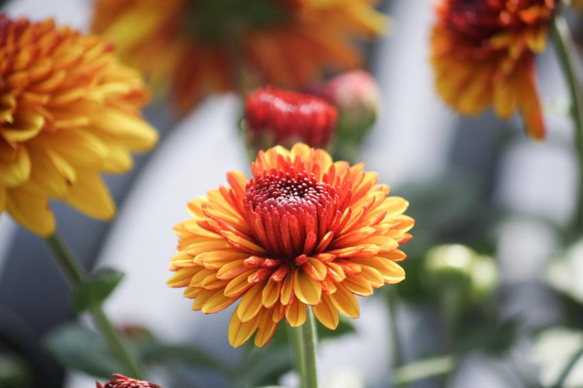 13 Types of Daisy Flowers to Brighten Your Garden | LoveToKnow