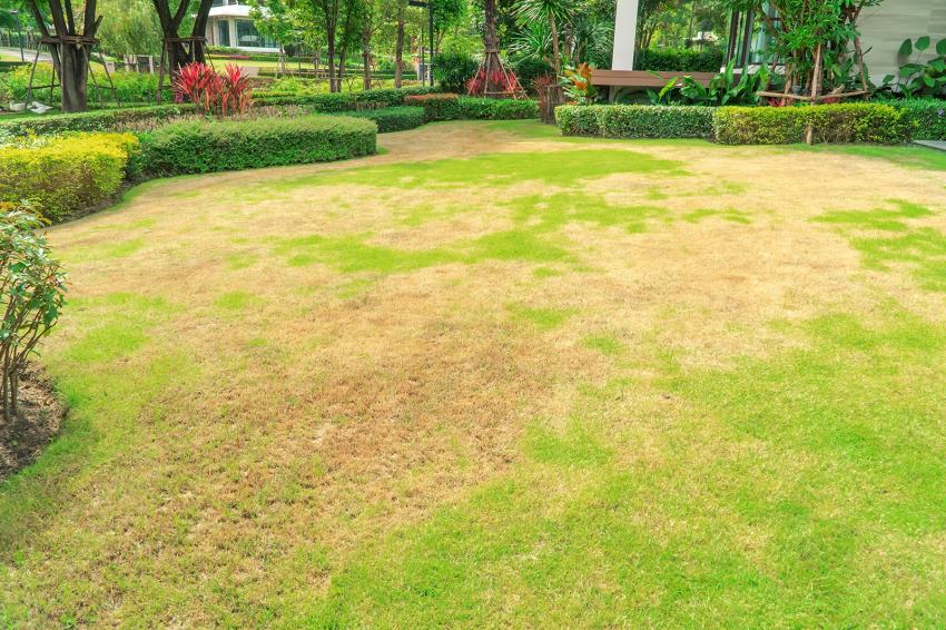 5 Reasons Your Sod Is Turning Yellow (& How to Fix It) | LoveToKnow
