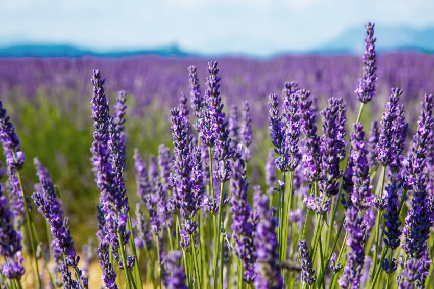 12 Pretty June Flowers That Welcome Summer | LoveToKnow