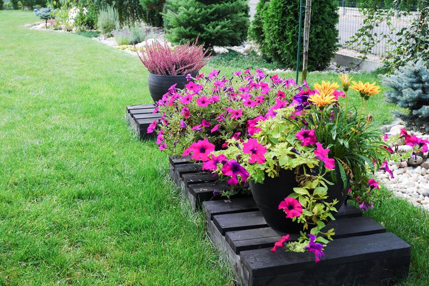 Our 12 Favorite Plants for a Walkway & Why You'll Love Them | LoveToKnow