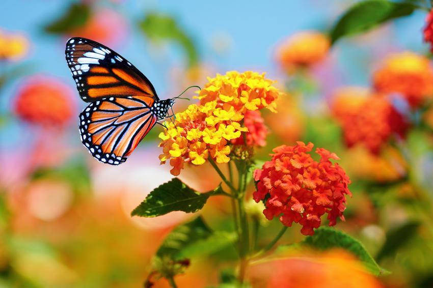 14 Classic & Colorful July Flowers That Make Summer Bloom | LoveToKnow