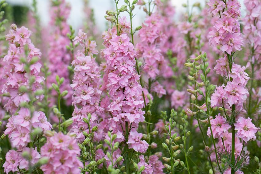 14 Classic & Colorful July Flowers That Make Summer Bloom | LoveToKnow