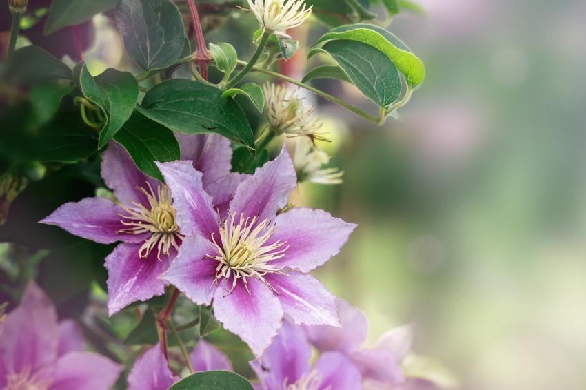 14 Classic & Colorful July Flowers That Make Summer Bloom | LoveToKnow