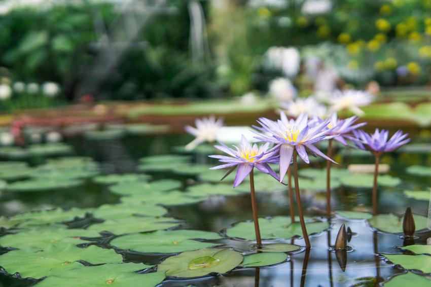14 Classic & Colorful July Flowers That Make Summer Bloom | LoveToKnow