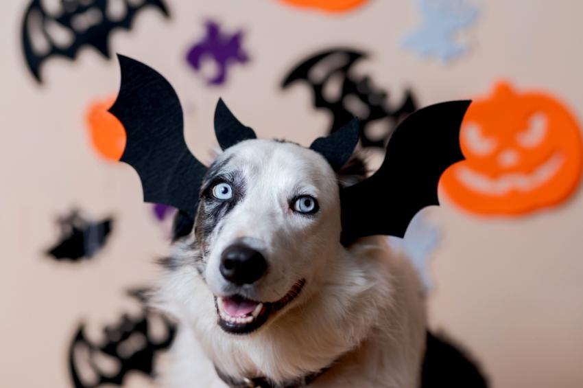 11 Halloween Costumes for Dogs That'll Make You Howl | LoveToKnow