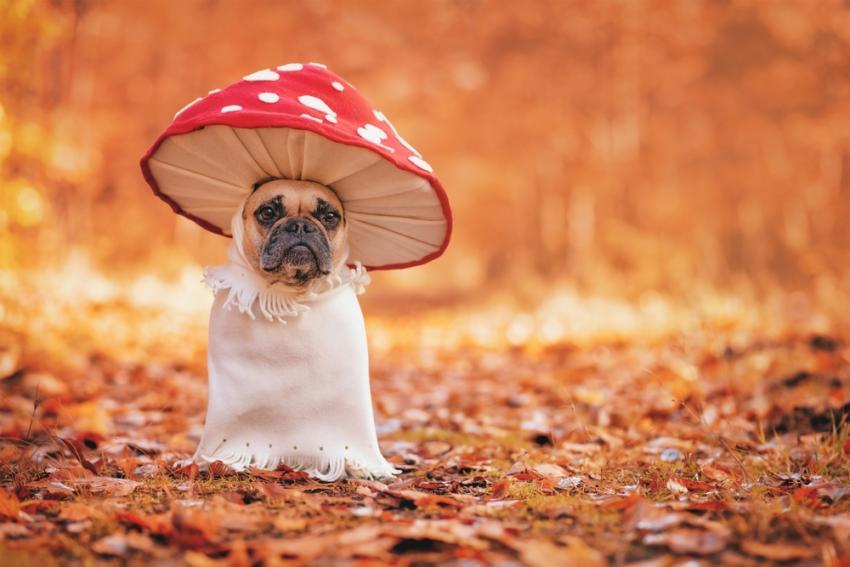 11 Halloween Costumes for Dogs That'll Make You Howl | LoveToKnow