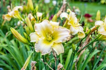How to Grow Gorgeous Daylily Flowers