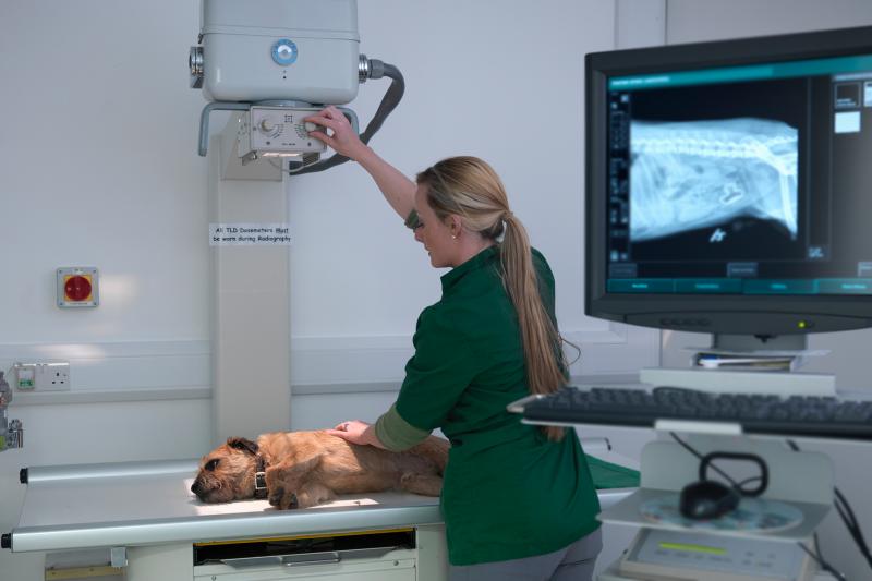 What Does A Vet Tech Do A Vet Tech Shares The Job s Realities What Does A Vet Tech Do A Vet Tech Shares The Job s Realities