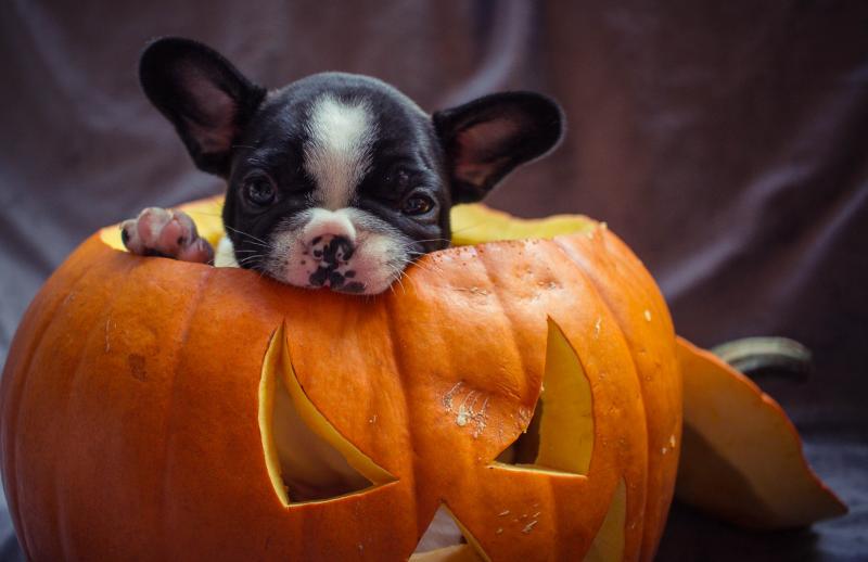 144 Spook-tacular Halloween Dog Names | LoveToKnow Pets
