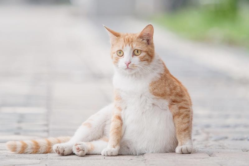 Understanding the Stages of Cat Labor & Birth & How to Help ...