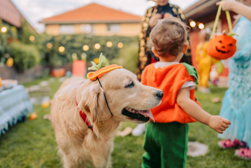 Raise the Woof With a Dog Halloween Party That's the Bark of the Town ...