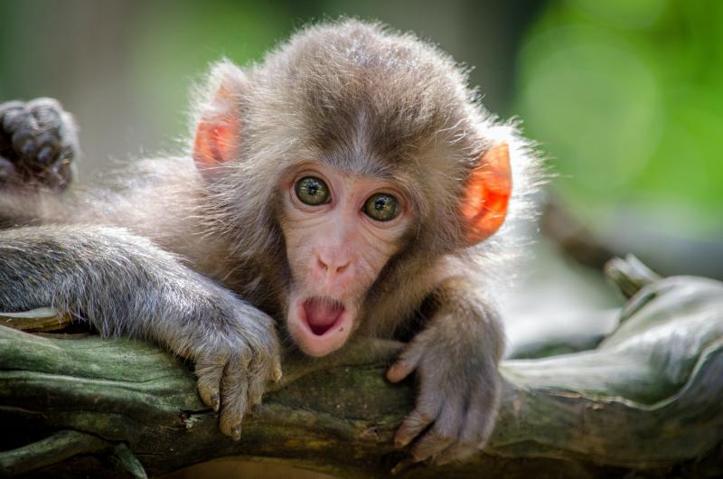 225+ Names for Monkeys That Will Make You Go Bananas | LoveToKnow Pets