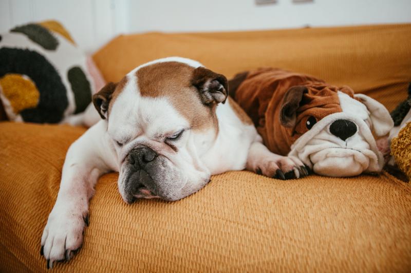 10 Wrinkly Dog Breeds That Rock Their Rolls | LoveToKnow Pets