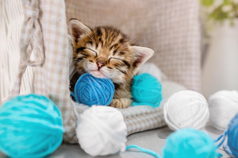 A Week-by-Week Guide to Your Kitten's Developmental Stages | LoveToKnow ...