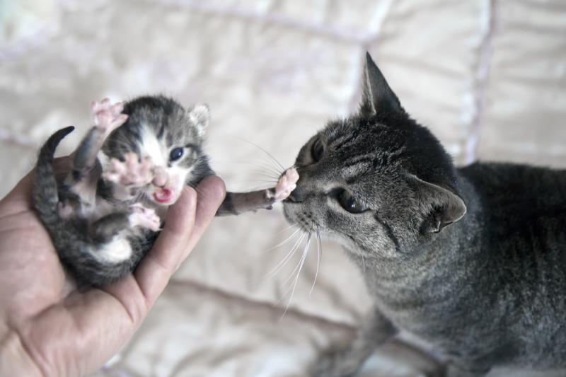 6 Signs That Your Cat Is About to Have Kittens | LoveToKnow Pets