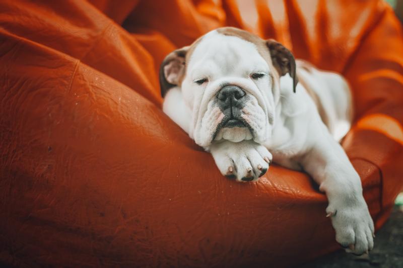 Understanding Canine Constipation and What to Do About It | LoveToKnow Pets