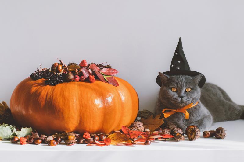 46 Halloween Cat Puns & Jokes You’ll Find Pawsitively Furightening ...
