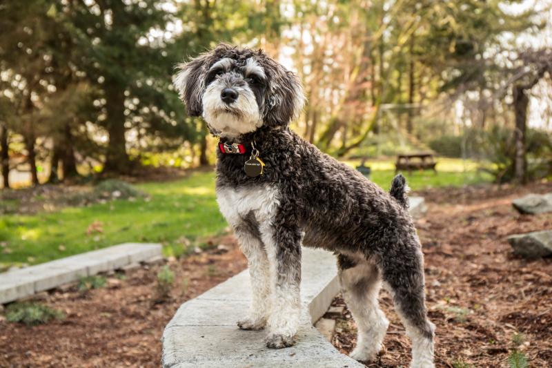 6 Devoted Schnoodle Rescues & Resources for Adoption | LoveToKnow Pets