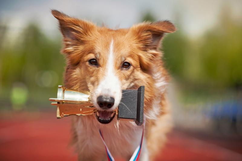 12 Famous Dogs in History | LoveToKnow Pets