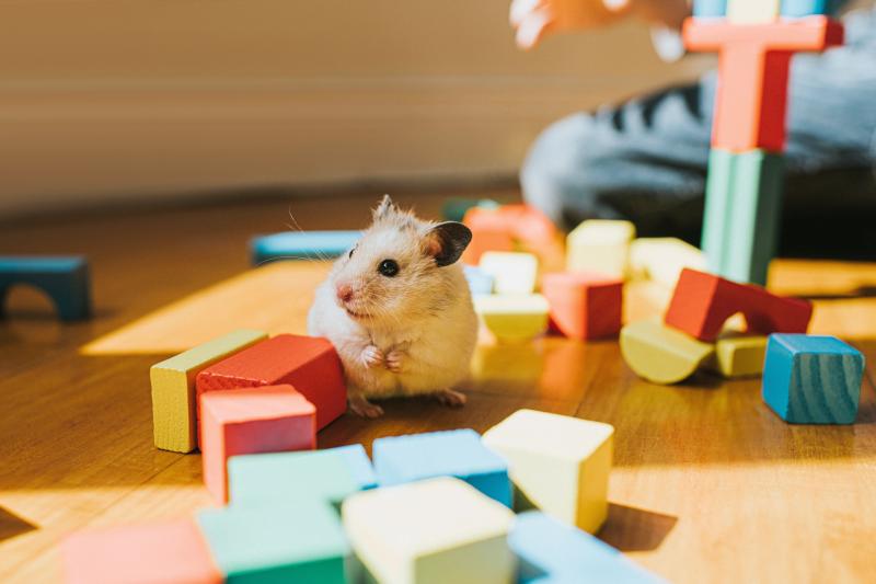 Furball Fever: Gerbil vs. Hamster in the Battle for Your Heart ...