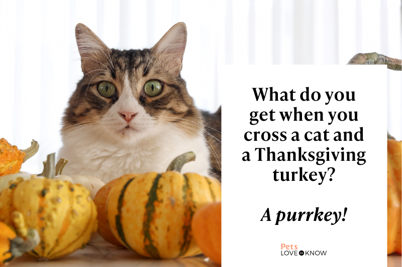 27 “Happy Thanksgiving” Cat Puns & Jokes for Turkey Day | LoveToKnow Pets