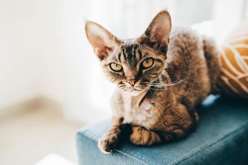 Meet the Brainy, Dog-Like Devon Rex Cat Breed | LoveToKnow Pets