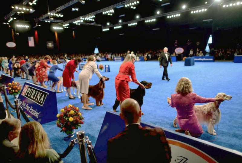 4 Past National Dog Show Winners That Are More Than Meets the Paw ...