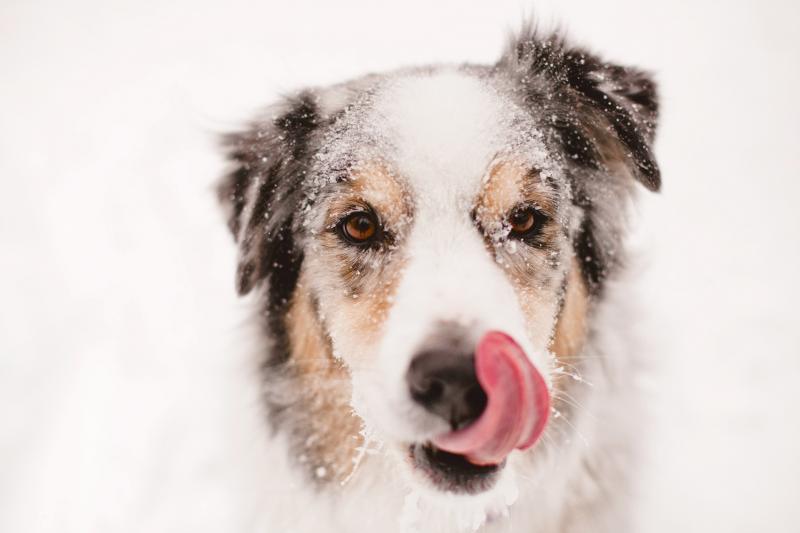 Snow Bites: Why Dogs Eat Snow & Must-Know Safety | LoveToKnow Pets