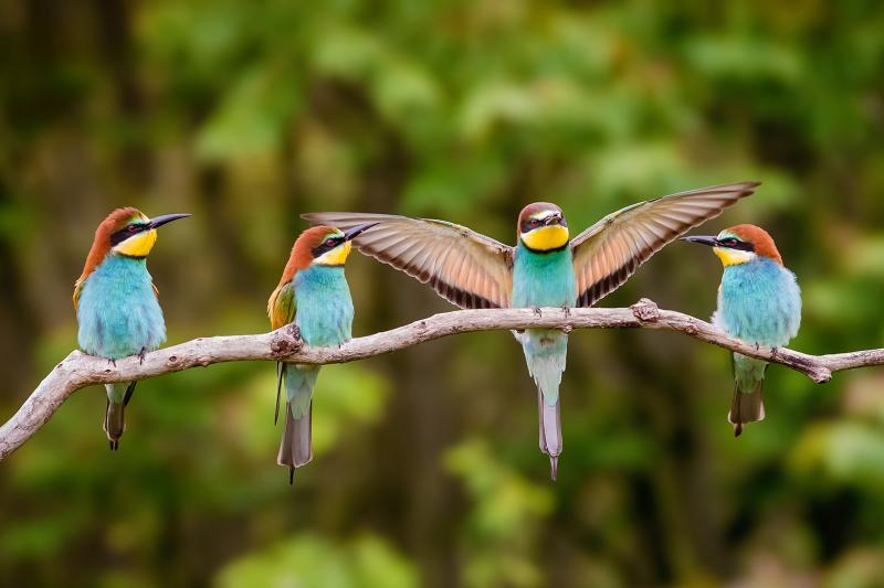 50+ Bird Quotes That Will Sing to Your Soul | LoveToKnow Pets