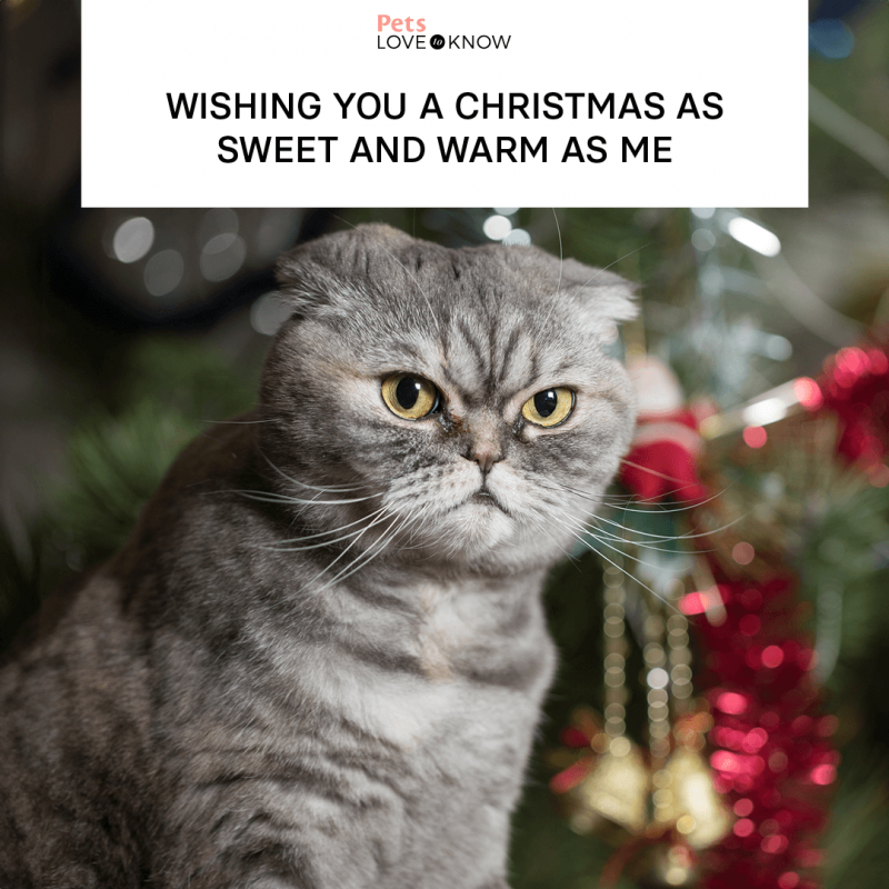 Christmas Cat Memes & Salutations Just Purrrfect for Sharing ...