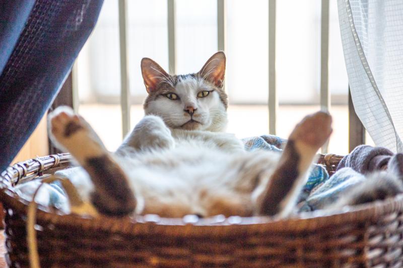 200+ Cat Pun Names to Purr-sonalize Your Favorite Feline | LoveToKnow Pets